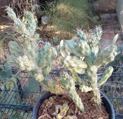Cylindropuntia imbricata Chain Fruit Cholla Cactus Whole Plant All Included 135 | eBay