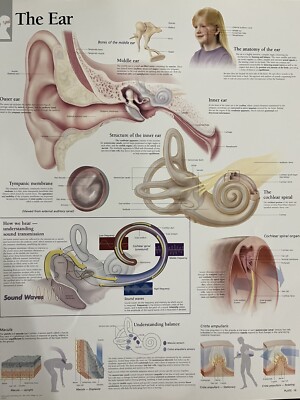 The Ear ~ Anatomy Poster ~ 11.25 x 14 | eBay