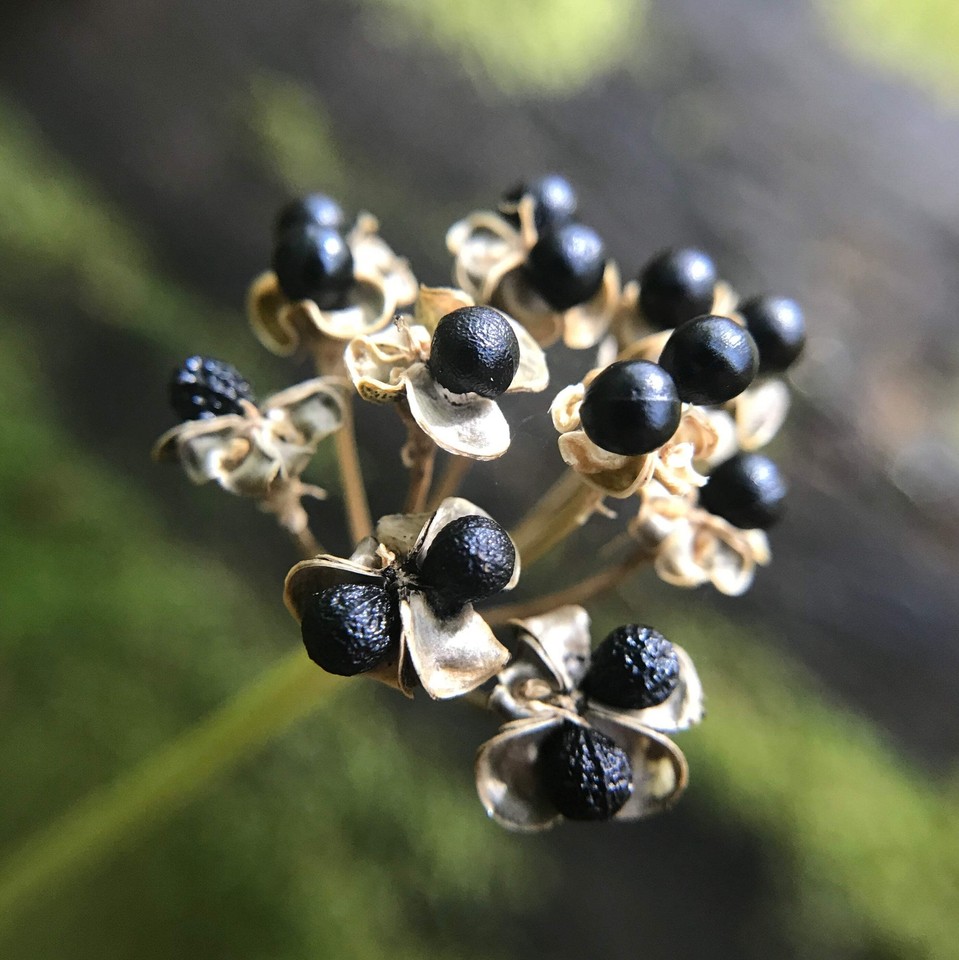 Ramp (Wild Leeks) Seeds (Allium tricoccum) ~Wild Edible Woodland At ...