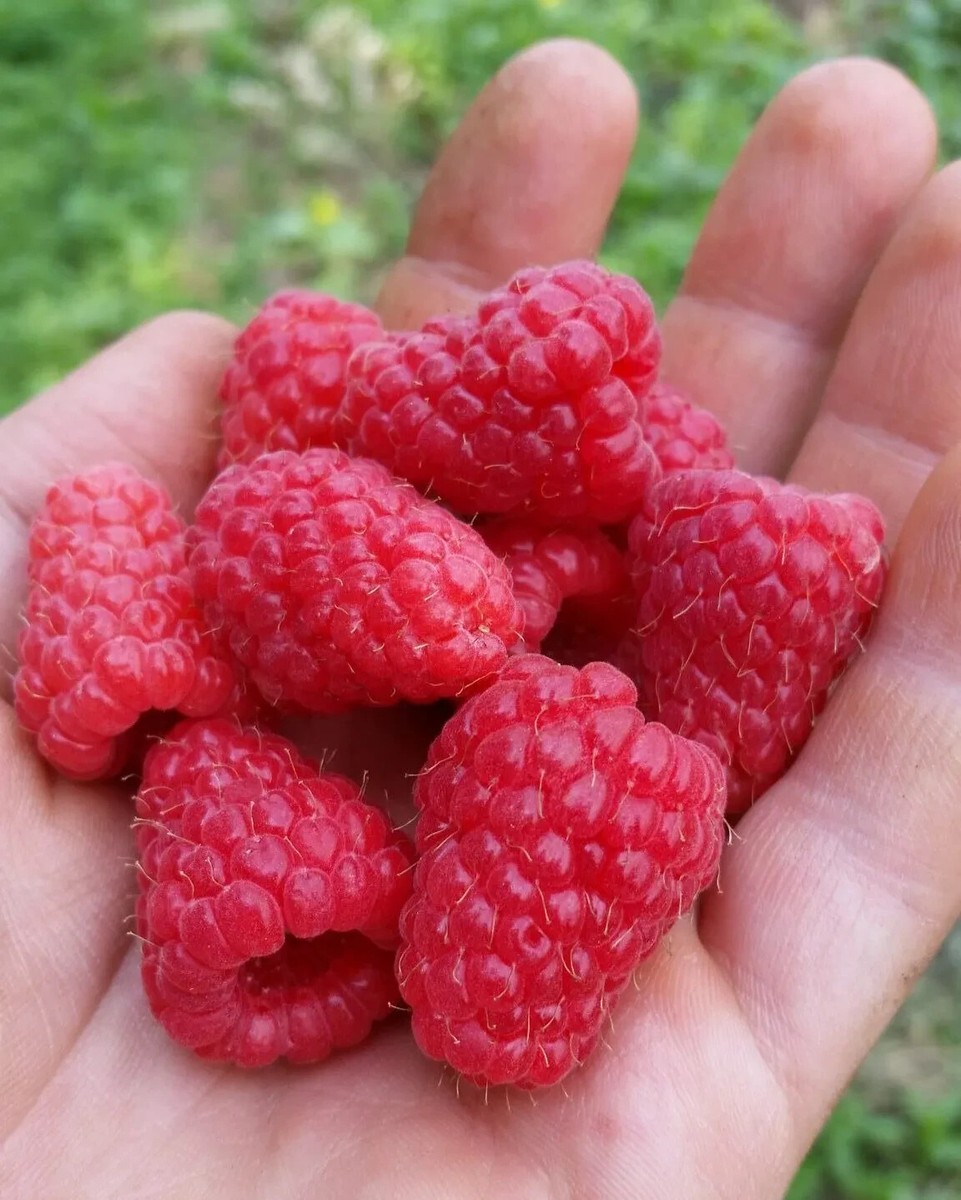 Fresh Raspberries Raspberry Growing In Pots Raspberry Container Care ...