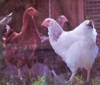 Empty Chicken Hen Feed Woven Plastic Sack Crafts Art Repurpose Yard ...