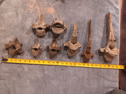8 Bison Thoracic Vertebrae (Hump) Bone Fossils Great patina | eBay