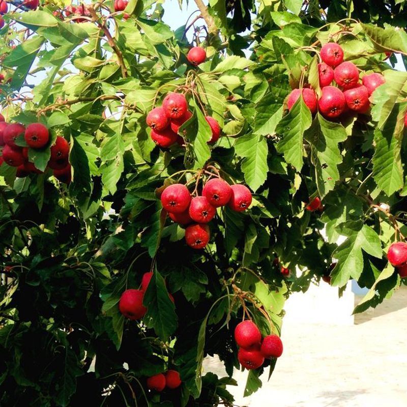 Organic Fruit 50 Hawthorn Seeds Maybush Haw May tree | eBay