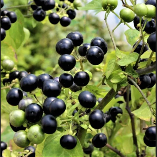 GARDEN HUCKLEBERRY 100 Seed | eBay
