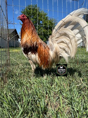 12 Blue Gamefowl Hatching Eggs | eBay