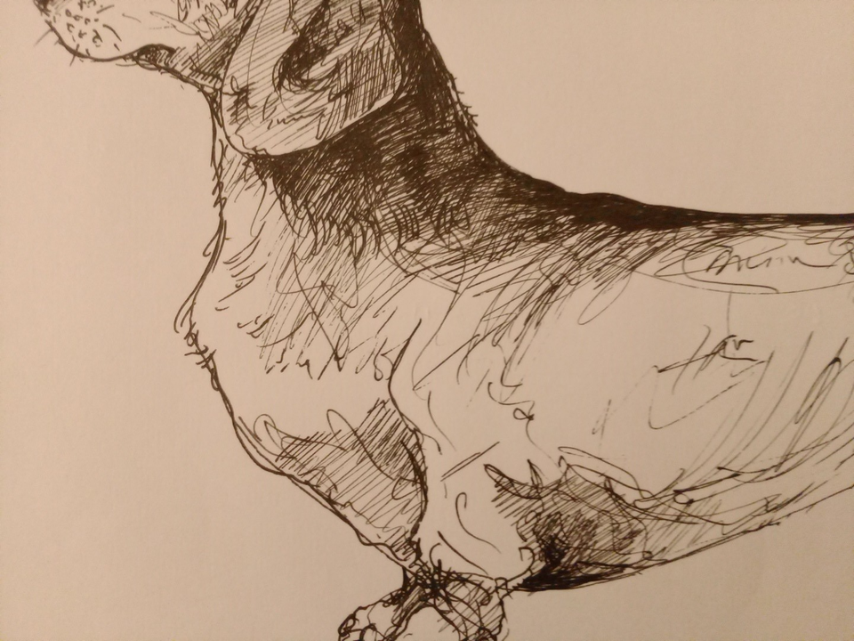 Hand Drawn Black Ink Drawing Sketch of a Dachshund Sausage Dog | eBay UK