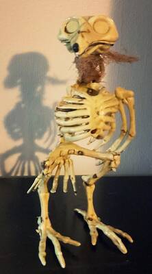 Primitive Pet Raven Skeleton Pet Crow Specimen Halloween Prop | eBay