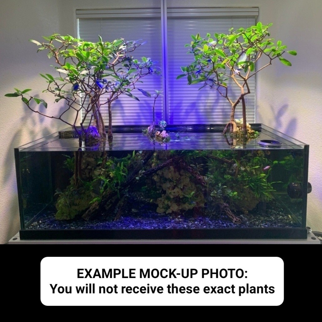 Mangrove Plants In Aquarium
