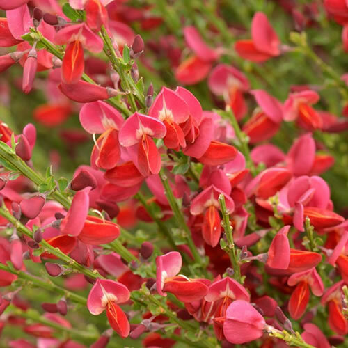 1 X CYTISUS 'BOSKOOP RUBY' BROOM EVERGREEN SHRUB HARDY PLANT IN POT ...