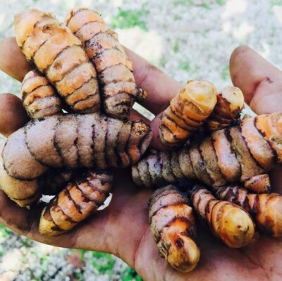 9 PIECE TURMERIC BULB FRESH HARVEST HOME GROWN FREE SHIPPING | eBay
