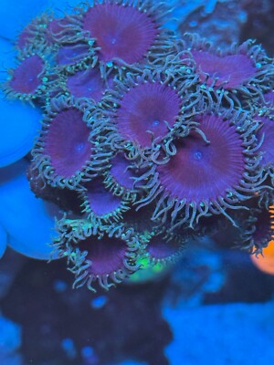 Colony Live corals PURPLE DEATH PALY ZOANTHIDS ZOAS 15-25 POLYP FRAG | eBay