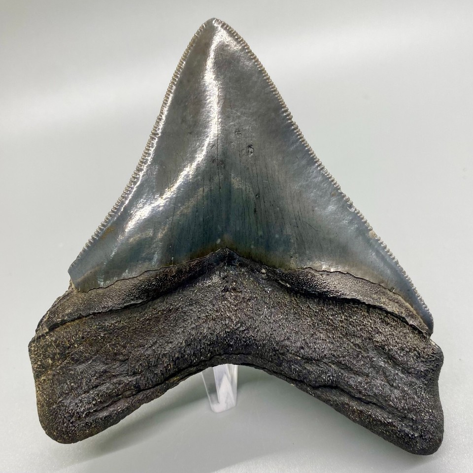 Massive/WIDE 4.01" Lower Lateral Fossil MEGALODON Shark Tooth- USA | eBay