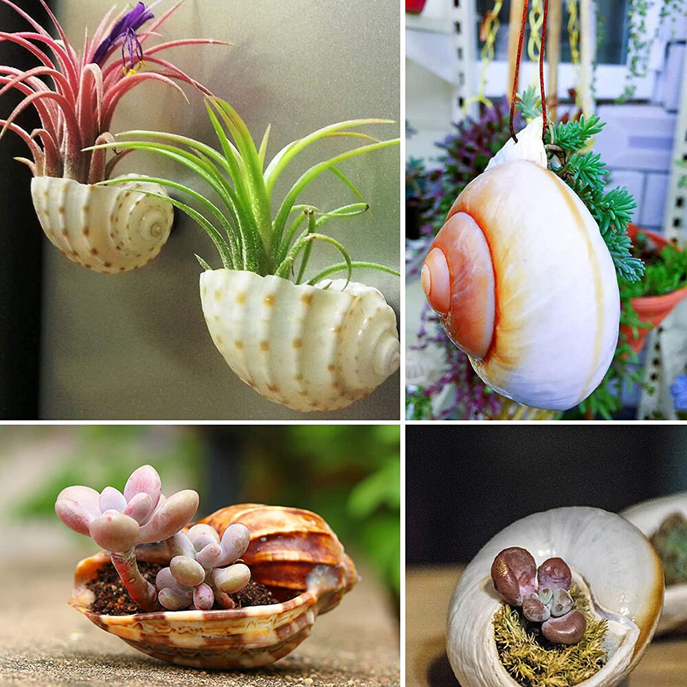 7 Pcs Natural Conch Shells Hanging Pot Air Plant Holder Bonsai Home ...