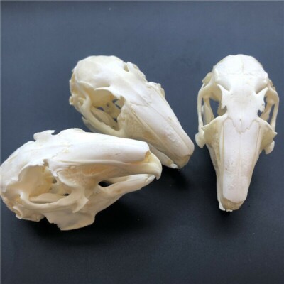 3 pcs real Rabbit Skull specimen Animal bone specimen Collection From ...