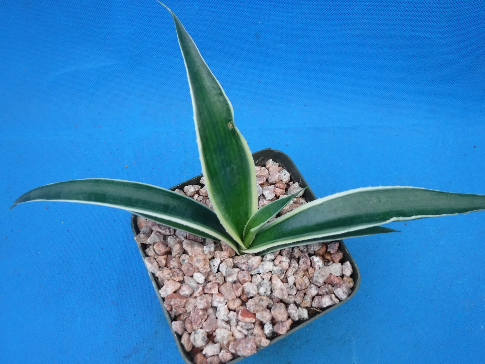 "Snow Leopard" VARIEGATED Mangave LARGE STARTER Plant Agave & Manfreda ...