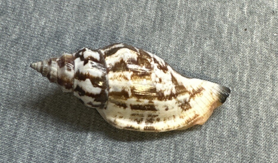 Strombus urceus (Little Bear Conch) 46.8mm !!! | eBay