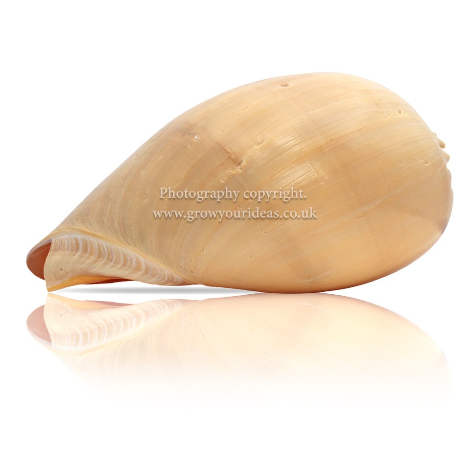 Extra Large Melon Shell Large Polished 22.5 cm to 25 cm Beach SeaShell ...