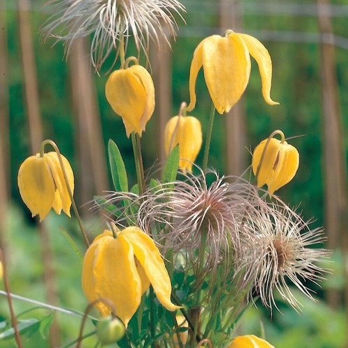 35+ Golden Clematis Seeds - Clematis tangutica - Radar Love - Helios | eBay