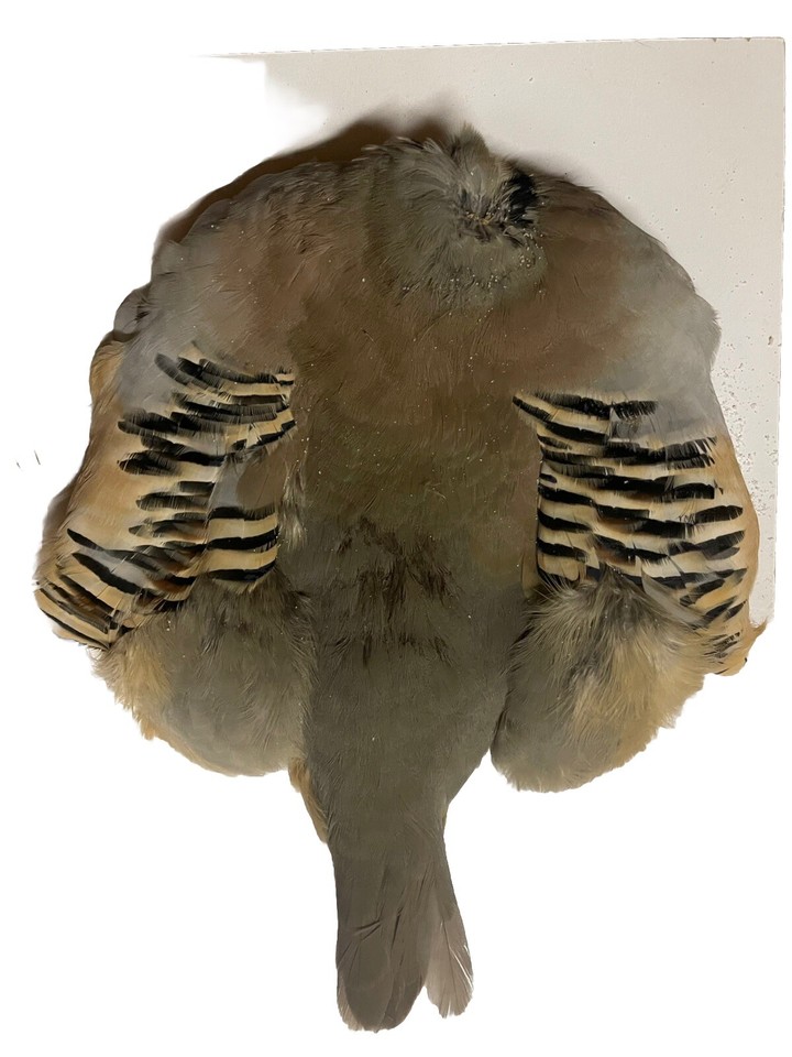 Chukar Partridge Skin, Premium Fly Tying/Craft Feathers | eBay