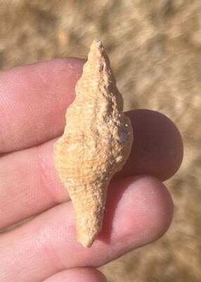 Australia Fossil Gastropod Fusinus australis Miocene Shell Fyansford ...