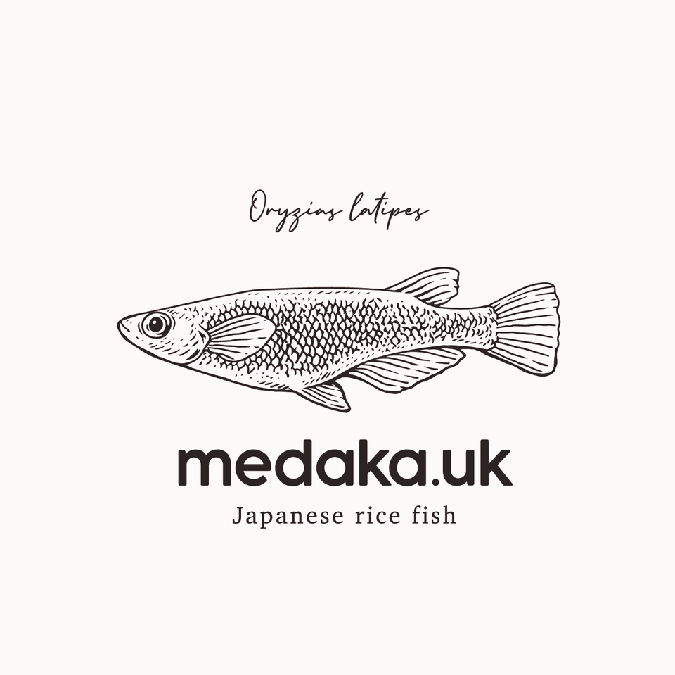 Silver "Miyuki" Medaka Rice Fish Eggs | eBay UK