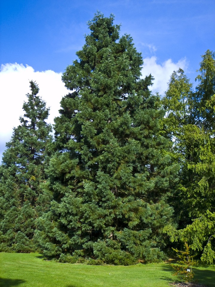 Giant Sequoia, Sequoiadendron giganteum, Tree Seeds (Fast, Evergreen ...
