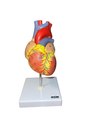 Axis Scientific Heart Model 2-Part Deluxe Life Size Human Heart Replica ...
