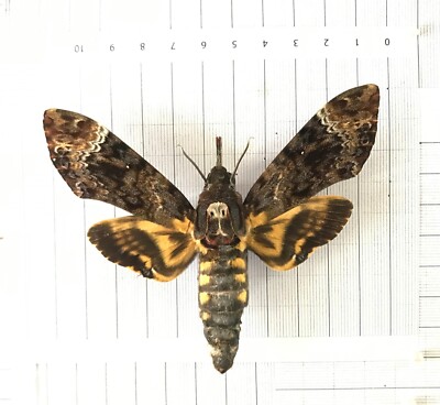 2 Real Death Head Moth Spread Mounted Skull Moth Silence Lambs ...