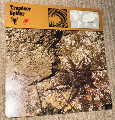 Vintage 1975 Animal Card - Trapdoor Spider - Printed In Japan | eBay