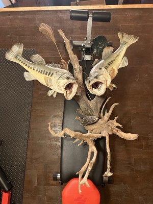 Double Bass Fish Mount Taxidermy | eBay