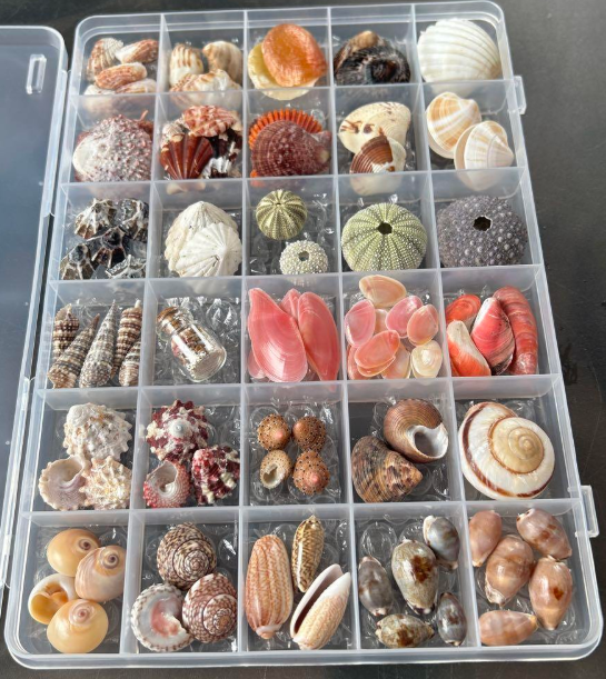 Natural Sea Shells From Japan Shell specimens | eBay