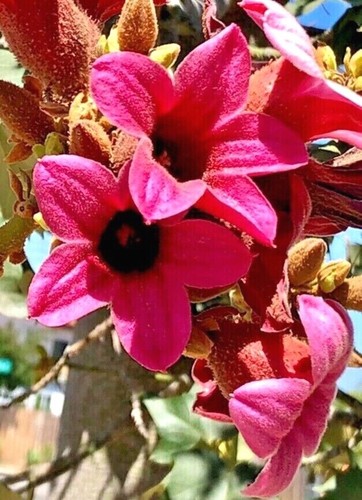 5 x PINK KURRAJONG SEEDS,BRACHYCHITON,FLOWERS,NATIVE BUSH TUCKER FRUIT ...