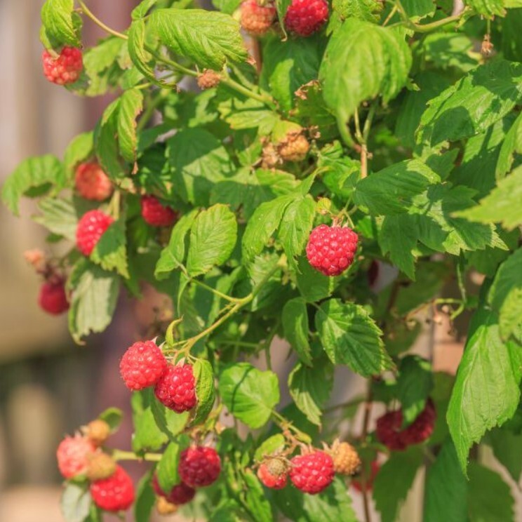 6 Boyne Early Season Red Raspberry Starter Plants - Well Rooted - Hardy ...