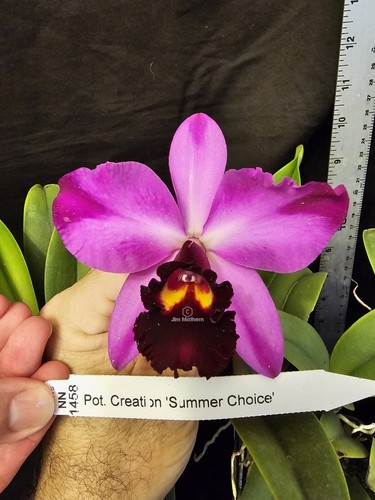 Rlc Creation Summer 'Choice' Blooming Size Compact Growing Cattleya ...