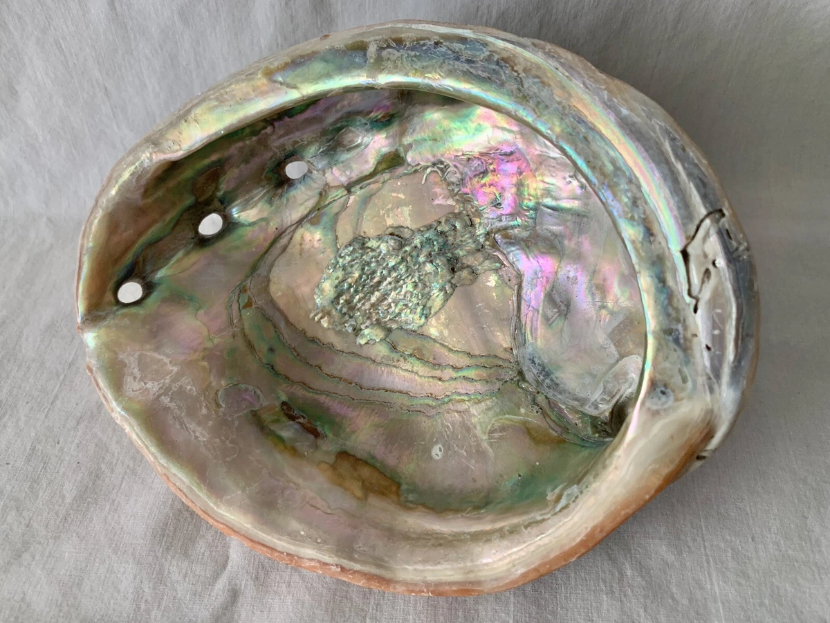 Abalone Shell
