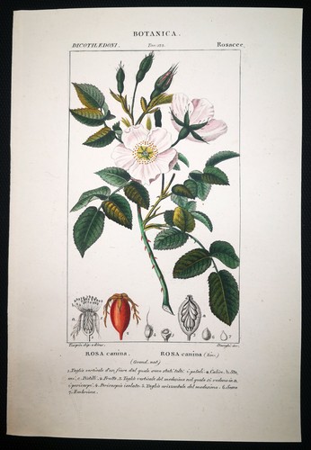 1831,TURPIN ORIGINAL ENGR. ANTIQUE WATERCOLOURING MEDICINAL ROSA CANINA ...