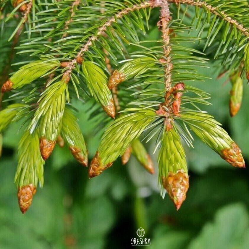 Picea sitchensis 20 PCS fresh seeds, Sitka spruce seeds, Evergreen tree ...