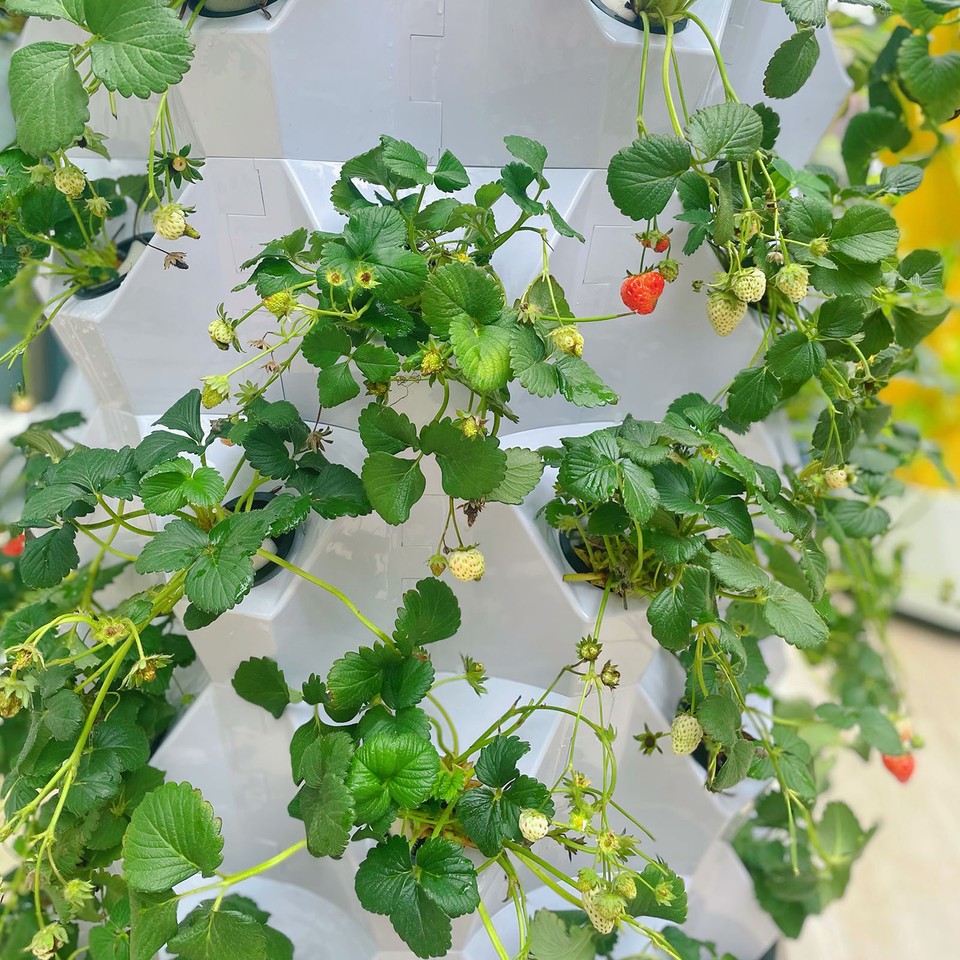 Indoor Hydroponic Tower | 48 Slots Hydroponic Grow Towers for Vegetable ...