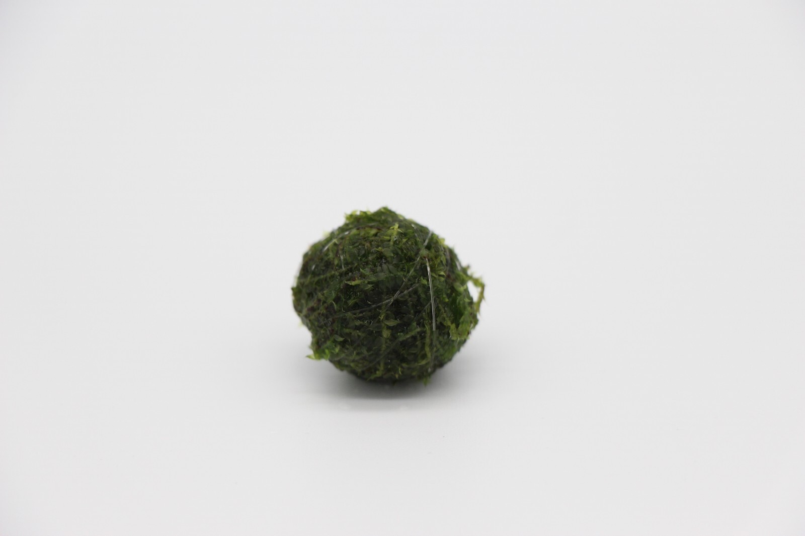 Sinking Java Moss Balls Live Aquarium Paludarium Plant Decoration | eBay