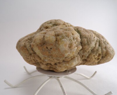 6.5" Large Unopened Uncut Bumpy Geode Nodule 3 LB Crystal Quartz Unique ...