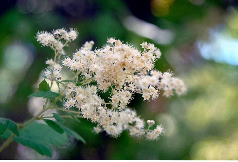 100 White OCEAN SPRAY Shrub Creambush Mountain Spray Holodiscus Flower ...