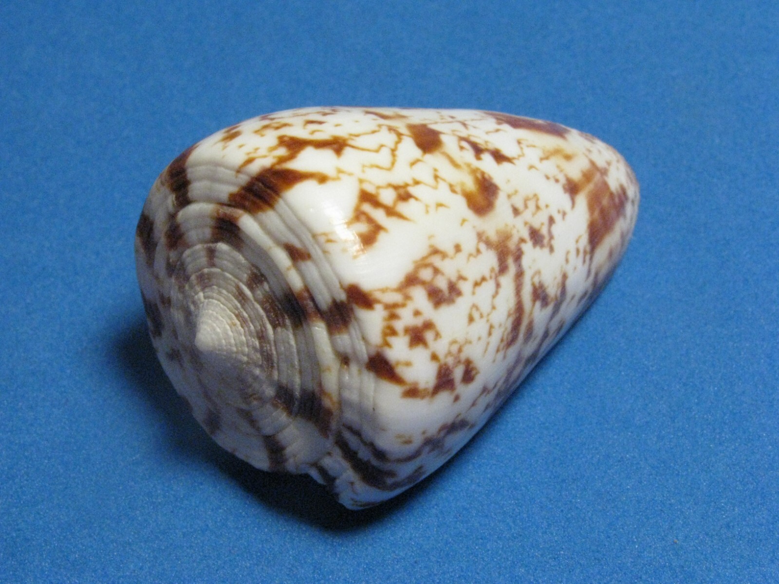 Conus caracteristicus (Waldheim, 1807) "BEAUTIFUL!" (47.5mm) | eBay