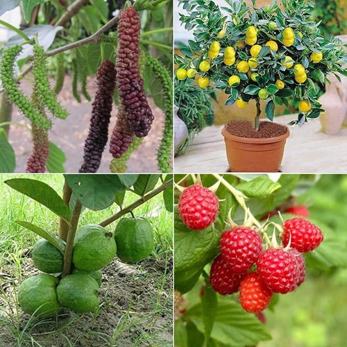 Fruit Seeds Combo: Mulberry, Lemon, Guava, Raspberry For Gardening ...