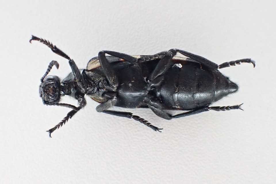 i84006. Meloidae sp. Vietnam North | eBay