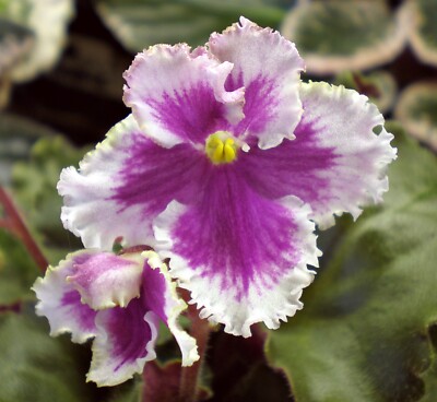 2 African Violet Leaves ~ FIREBIRD ~ | eBay