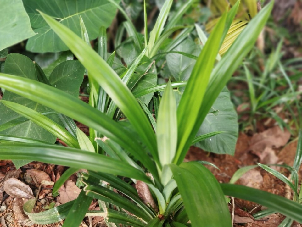 Dried Pandan Leaf Powder Pure Organic Dehydration Quality Ceylon Rampe ...