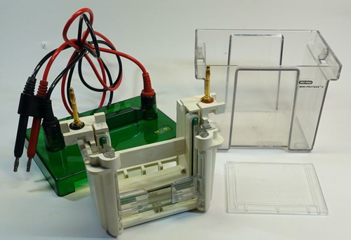 Bio-Rad Mini PROTEAN 3 SDS-PAGE Gel Electrophoresis Rig + Buffer Dam ...