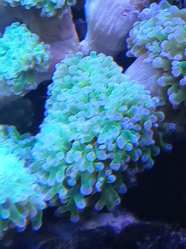 LIVE CORAL Neon Green BLUE Tips Frogspawn LIVE ROCK REEF AQUARIUM LPS ...