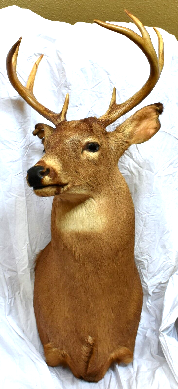 8-Point Whitetail Deer Real Wild Fighting Stag in Rut Shoulder Mount | eBay