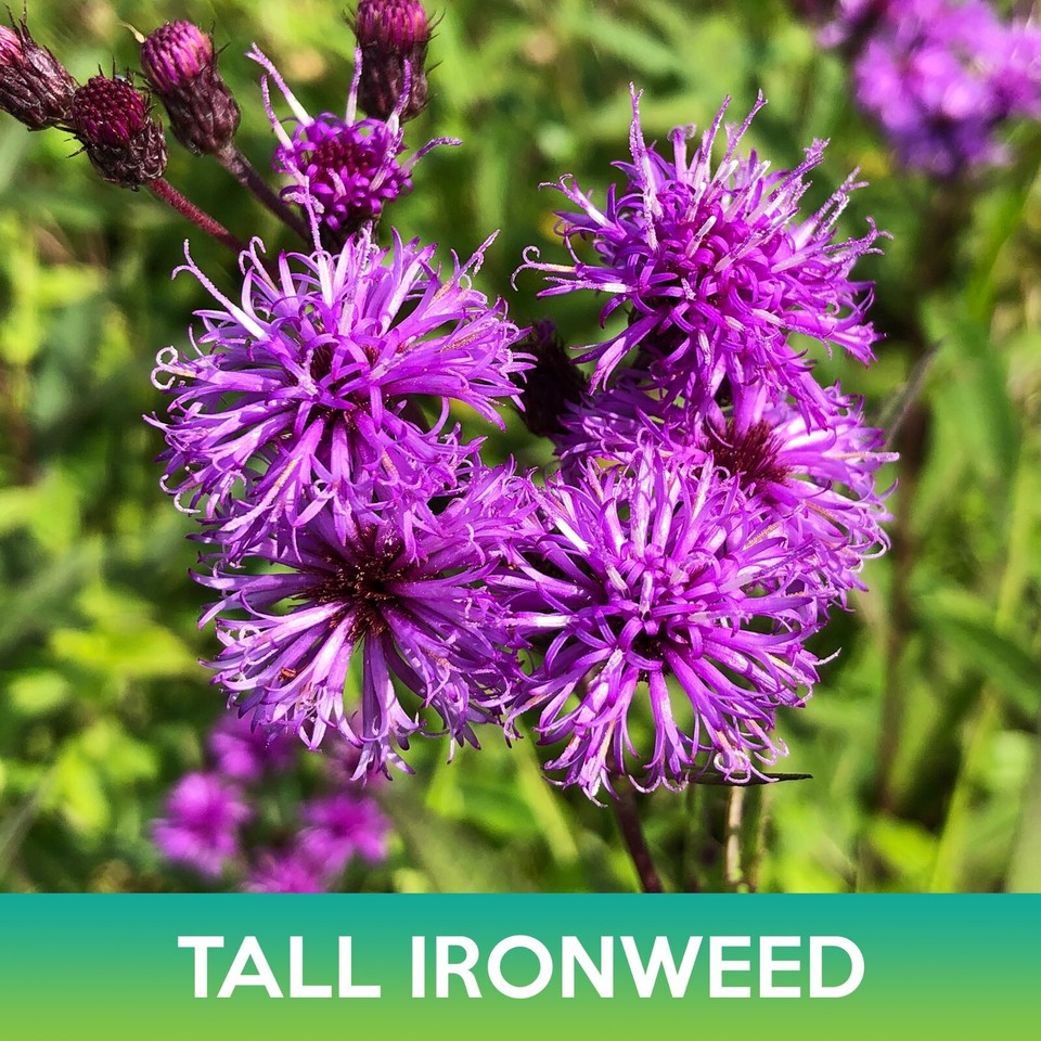 Tall Ironweed Seeds, Vernonia gigantea | eBay